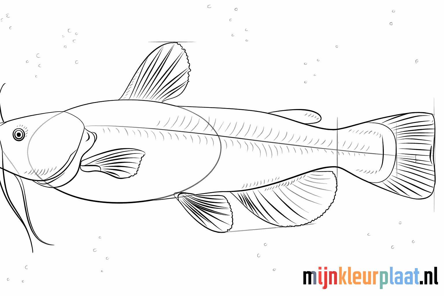 Drawing a catfish: Step-by-step drawing lesson for kids