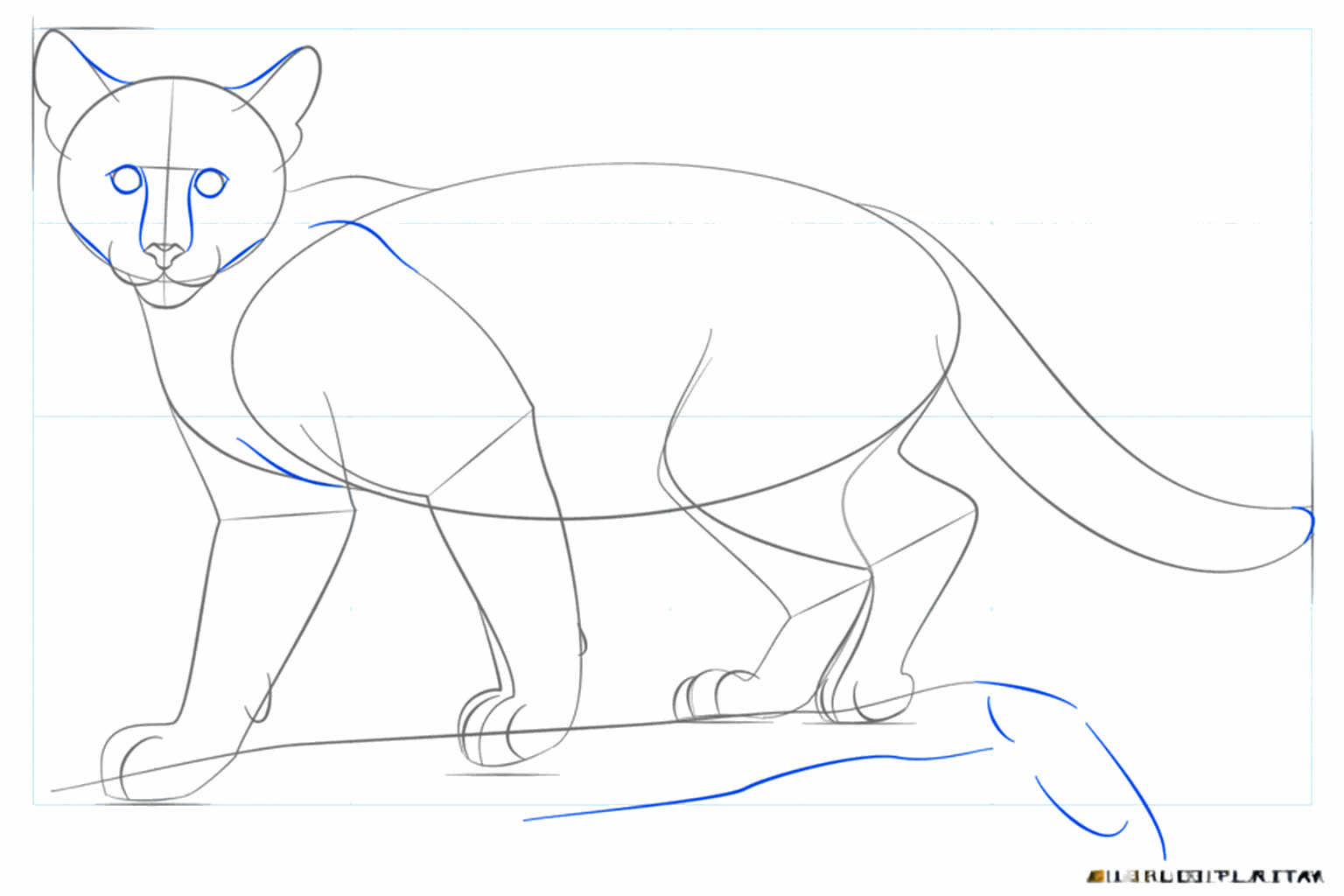 Drawing a baby cougar: Step-by-step drawing lesson for kids