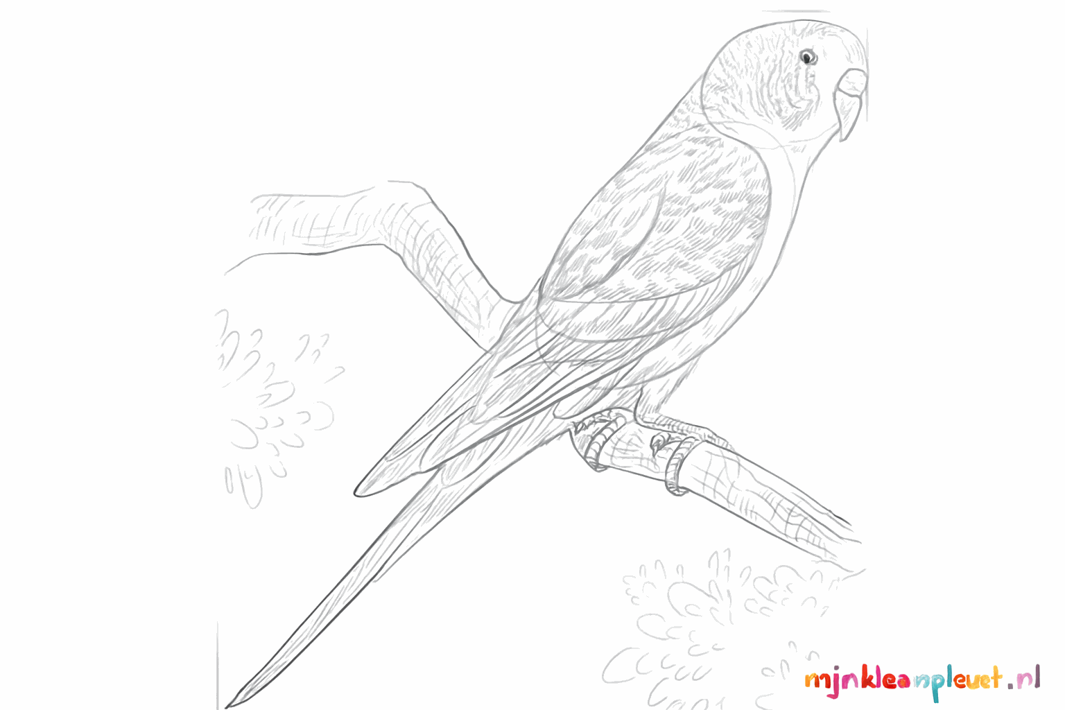 Drawing a parakeet: Step-by-step drawing lesson for children