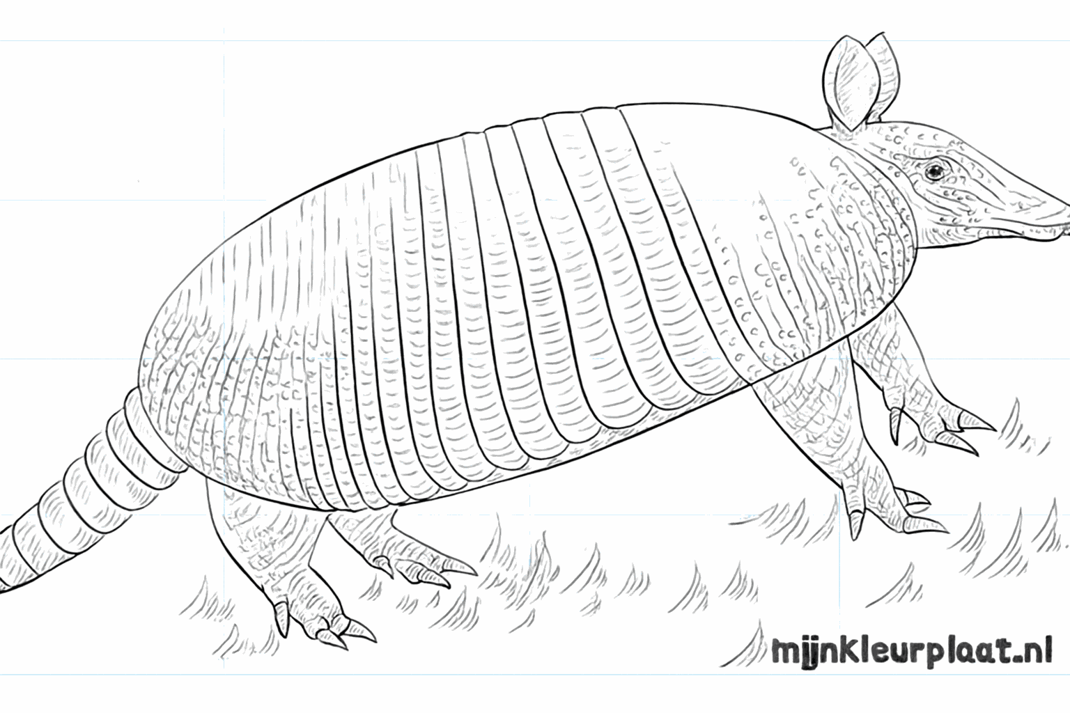 Drawing an armadillo: Step-by-step drawing lesson for kids